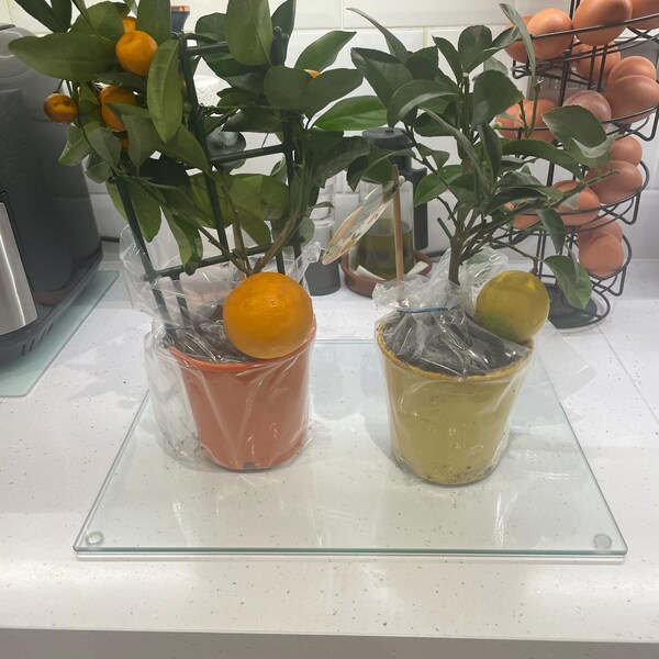 Mixed Alpine Plants - Vibrant Garden Perennial Large Flowering Rockery ...