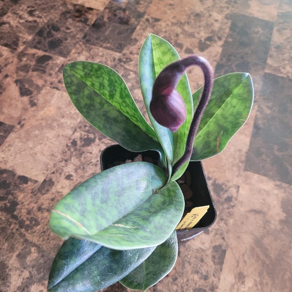 Paphiopedilum Mem Albert Eickoff (kolopakingii X Stonei) Blooming Size ...