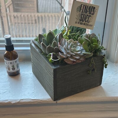 Succ-cess success You Did It Graduation Succulent Gift Arrangement for ...