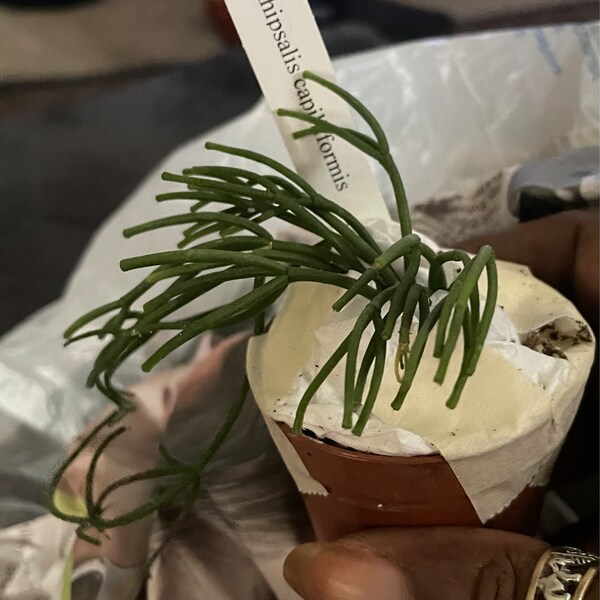 Rhipsalis Capiliformis, the Old Man Beard Cactus, Rooted Plants Shipped ...