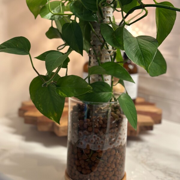 Glass Planter | Hydro Friendly Leca Planter | Self-watering Planter for ...