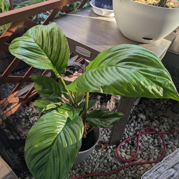Live Black Bat Flower! Buds Forming on Many Now! 1 Gallon Tacca ...