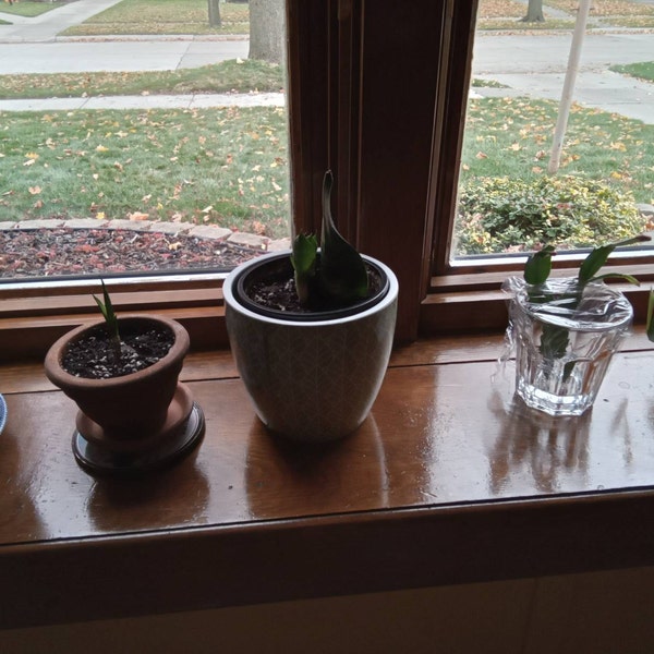 Elliot Planter Speckled Ombré Ceramic Pot in Multiple Sizes - Etsy