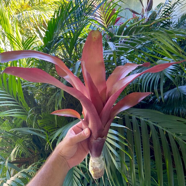 Bromeliad Portea jungles Small Pup - Etsy