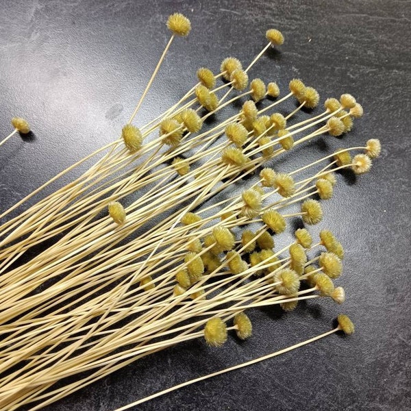 Amarely Flower in Spring Green, It is a Dried Flower With a Unique ...