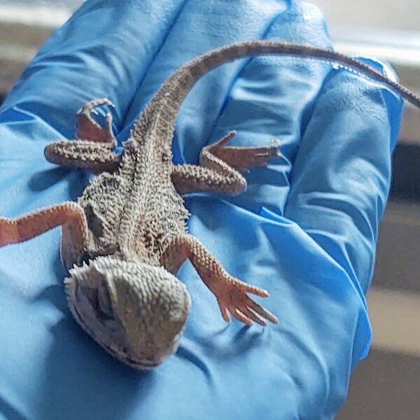 Mummified Rabbit Specimen - Etsy