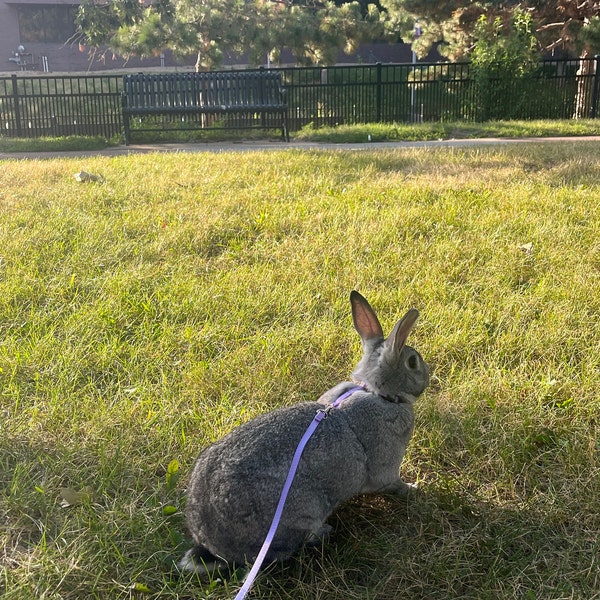 Rabbit Harness and Extra-long Leash - Etsy