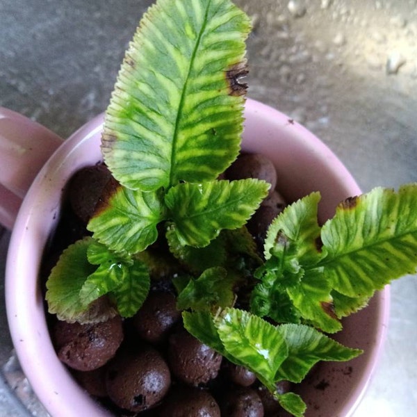 Golden Zebra Bamboo Fern Starter Plant **(ALL Plants Require You to ...