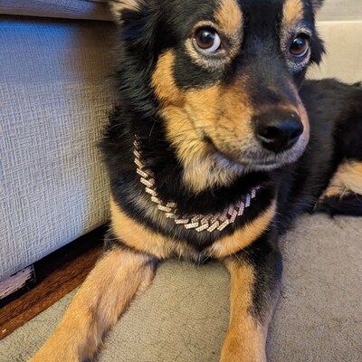 Chic Cuban Link Dog Chain: Ideal Dog Gift Unique Pet - Etsy