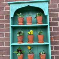 Auricula Theatre, Primrose, Primula, Flower Wall Shelf, Garden Flower ...