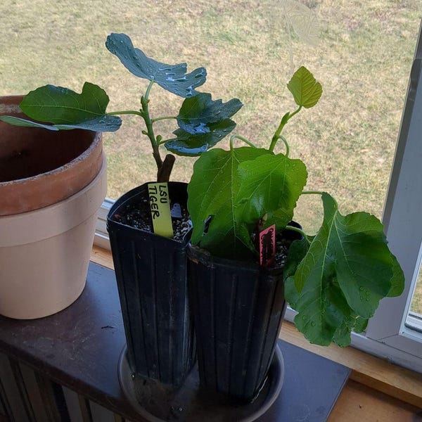 Fig Trees for Sale, Multiple Varieties Available. Well Rooted in Deep 4 ...