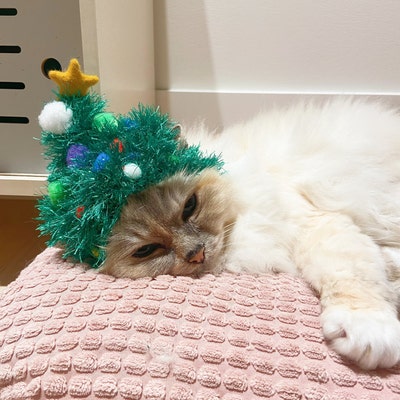 MATCHING SET Hand Knitted Strawberry Cat Hat With 2 Matching Hats for ...