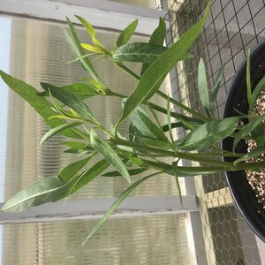 Variegated Spiral Ginger Costus Arabicus Variegatus - Etsy