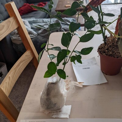 Jui Jasmine Plant virajaji/jaji/jasmine/jasminum Auriculatum/jui/juhi ...