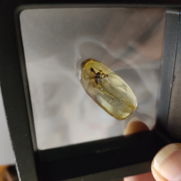 Baltic Amber Inclusion 9794 Nice Spider More Inside in Large Amber ...