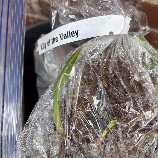 12 Lily of the Valley Root Systems, Fragrant Bell Shaped Flowers - Etsy