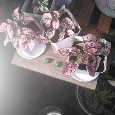 Syngonium Batik Starter Plant all Starter Plants Require You to ...