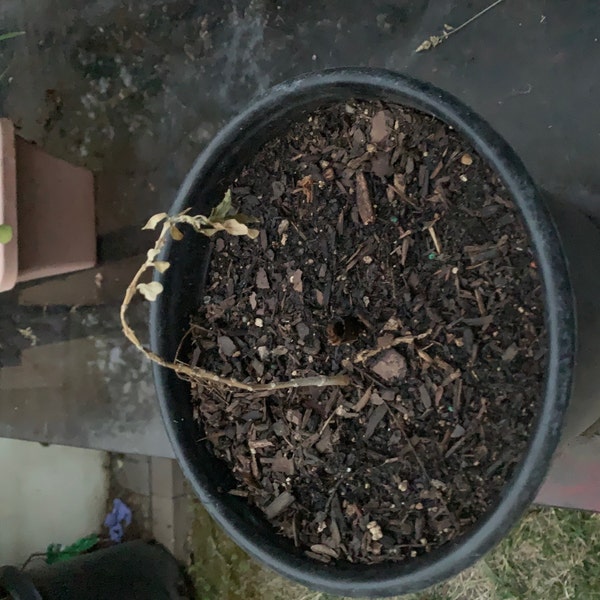 CALOTROPIS GIGANTEA Giant / Madar/ Milkweed Tree Plant Butterfly Garden ...