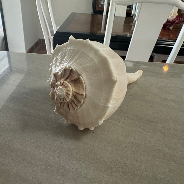 Lightning Whelk Conch Shell 3-13" Seashell -you Choose Size- Sea Shell ...