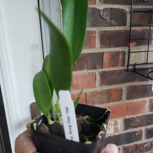 Rlc. Sung Ya Green 'mailman' 2.5 Pot - Etsy