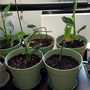 Alocasia Sabrina Starter Plant ALL PLANTS Require You to Purchase 2 ...