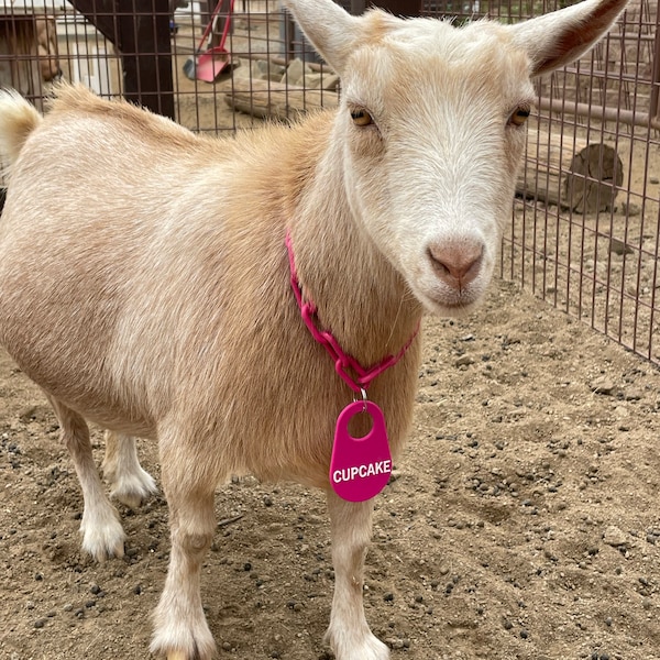Custom Goat and Sheep Collar Tags - Etsy