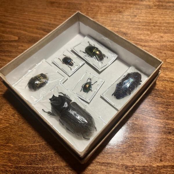 Mixed Real Beetles, Package of 5, Pack of Mixed Beetles, Entomology ...