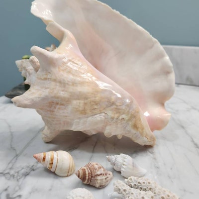 Large Specimen Grade 63.1mm CONUS Regius Royal, Crown Cone SEASHELL JB ...