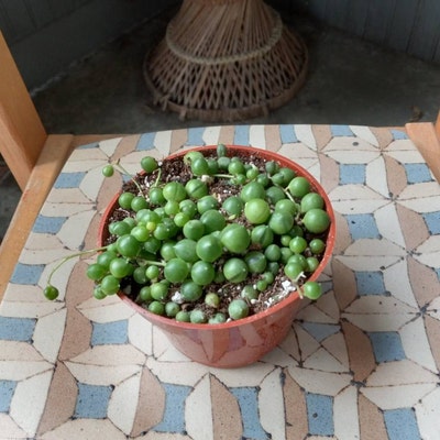 4 Pack 2 Assorted Varieties Succulents Potted - Etsy