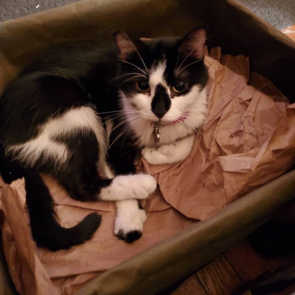 Cat Bed | Made From Washable Paper | Cat Box | Cat Cave | Pet Box | Pet ...