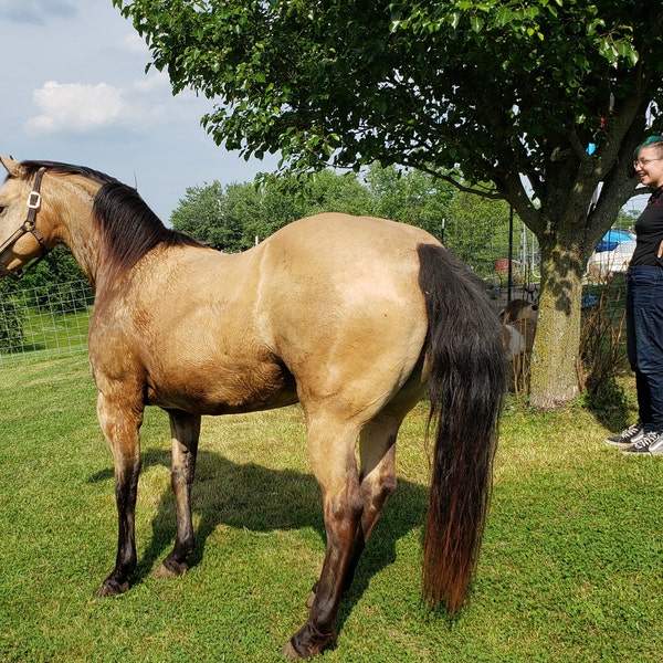 Raven Wind Art Print Crows With Powerful Woman Shaman Rider Equestrian ...