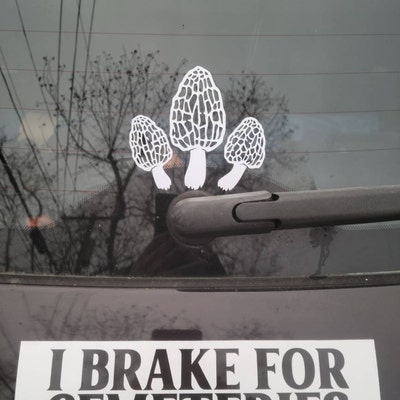 Trash Life Opossum Marsupial, Possum, Wildlife, Love, Cute, Roadkill ...