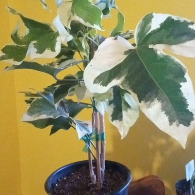 Fatshedera angyo Star Tree Ivy Live Plant Ship in 6 Pot - Etsy