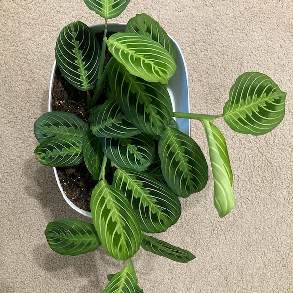 Large Neon Pothos Hanging House Plant Trailing Indoor Plant in 6 Pot - Etsy