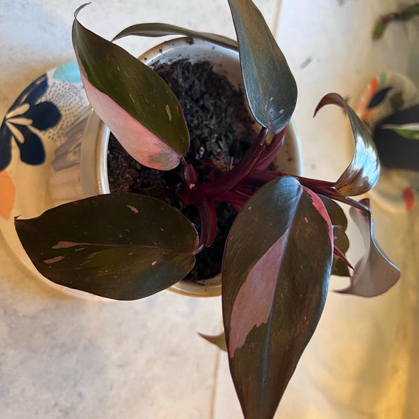 Philodendron Black Cherry Pink Princess Starter Plant (ALL STARTER ...