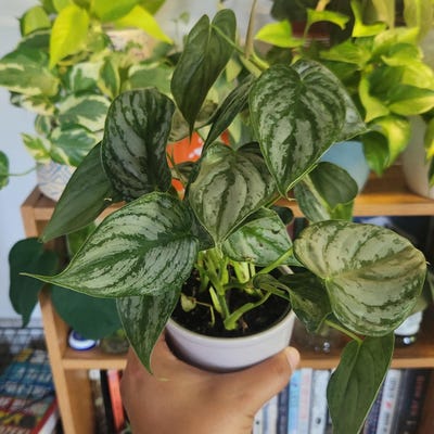 Silver Splash Pothos Scindapsus Pictus Exotica - Etsy