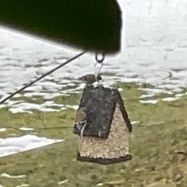 Edible Bird Home, Birdseed Birdhouse, Bird Seed House, Handmade Bird ...