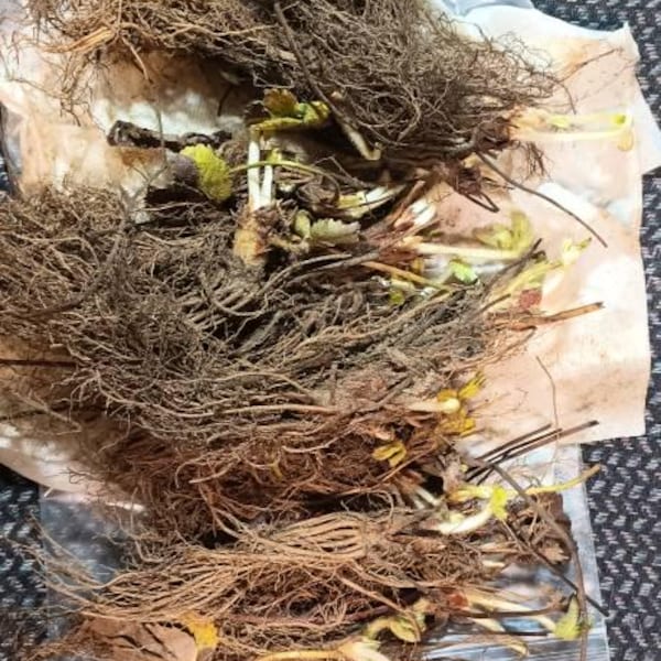 10 Lady Ferns Bare Root Athyrium Filix-femina Woodland Perennial Plant ...