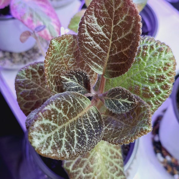 Episcia From Seeds a Set of 3 Episcias 2 Potsc - Etsy