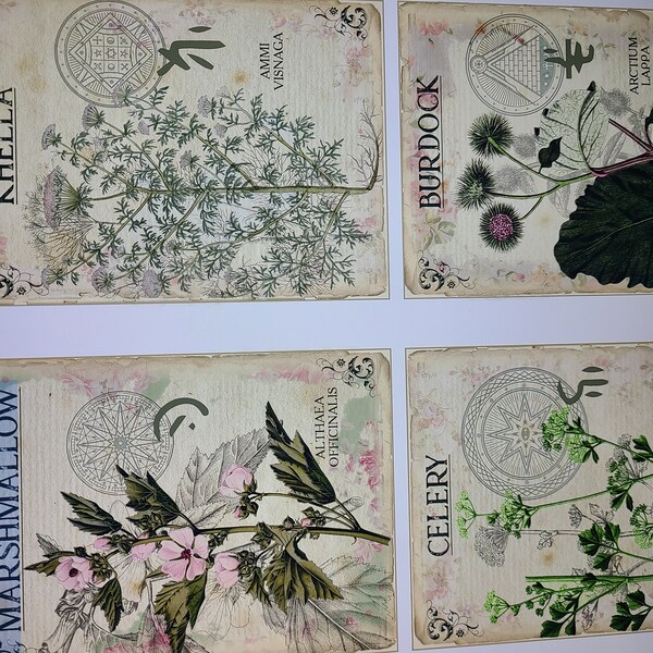 6 Different Antique Garden Roses Seed Packets, DIGITAL Sheet, Vintage ...