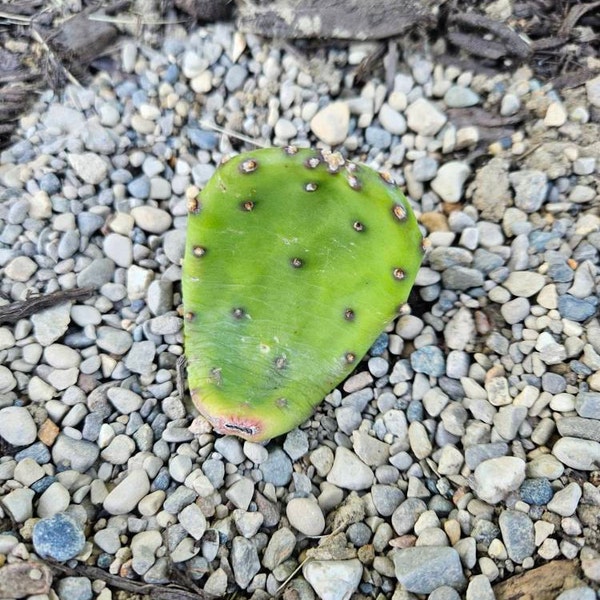 Native North American Prickly Pear. Opuntia Humifusa. Opuntia Cespitosa ...