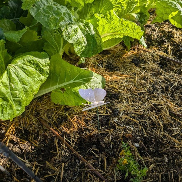 12 Cabbage Moth Decoy, White Butterfly on Stake, Cabbage Moth Decoys - Etsy