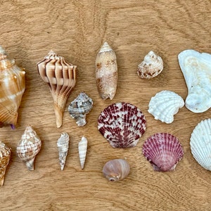 5 Angel Wing Shells, Sanibel Shells, Florida Shells - Etsy