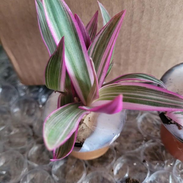 Silver Wandering Jew Plant in 3" Nursery Pot - Rare Tradescantia ...