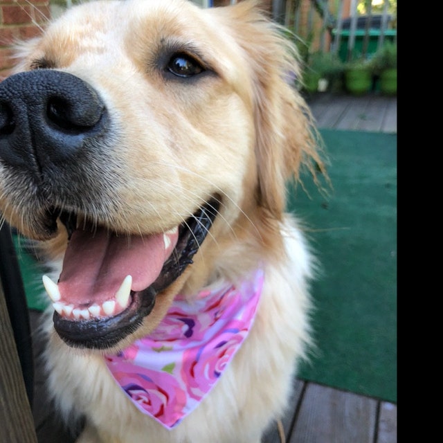 Autism Spectrum Awareness Puzzle Piece Tie On Dog Bandana | Etsy
