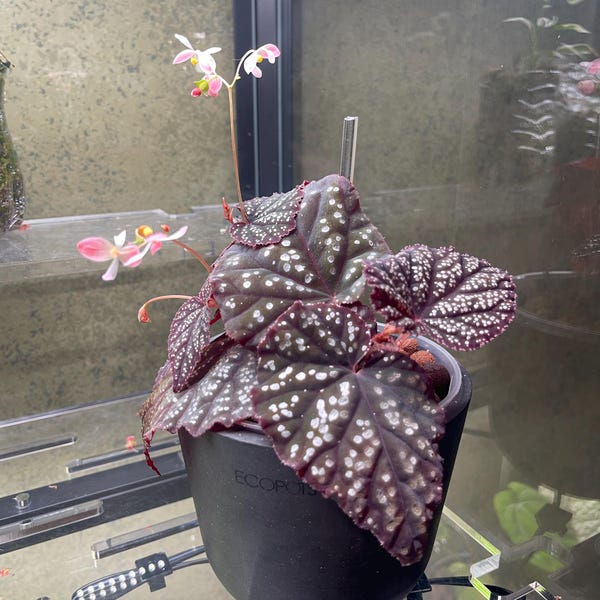 Begonia Botanicaz 45 V.2 (small) (can Acclimate to House Conditions) - Etsy