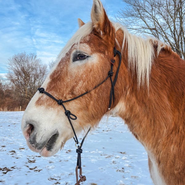 Rope Halter & Mecates - Natural Horsemanship Hackamore - 21 Colors - 2 ...