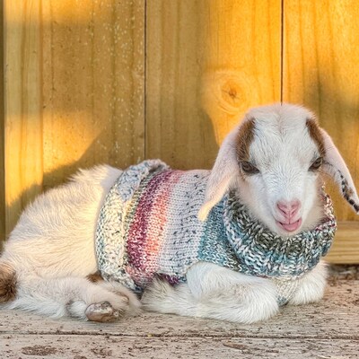 Knitted Goat Sweater for Newborn Nigerian Dwarf Goat - Etsy