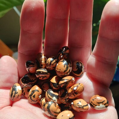 Phil's Two Tomato - Etsy