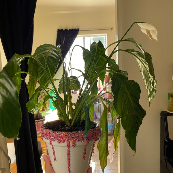 Sprinkle Planter, Cloud Plant Pot, Sunset Planter, Ice Cream Planter ...